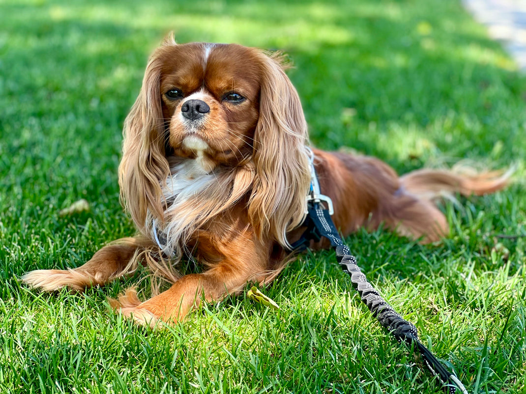 Cavalier King Charles Spaniel Breeder – Souther's Treasured Cavaliers